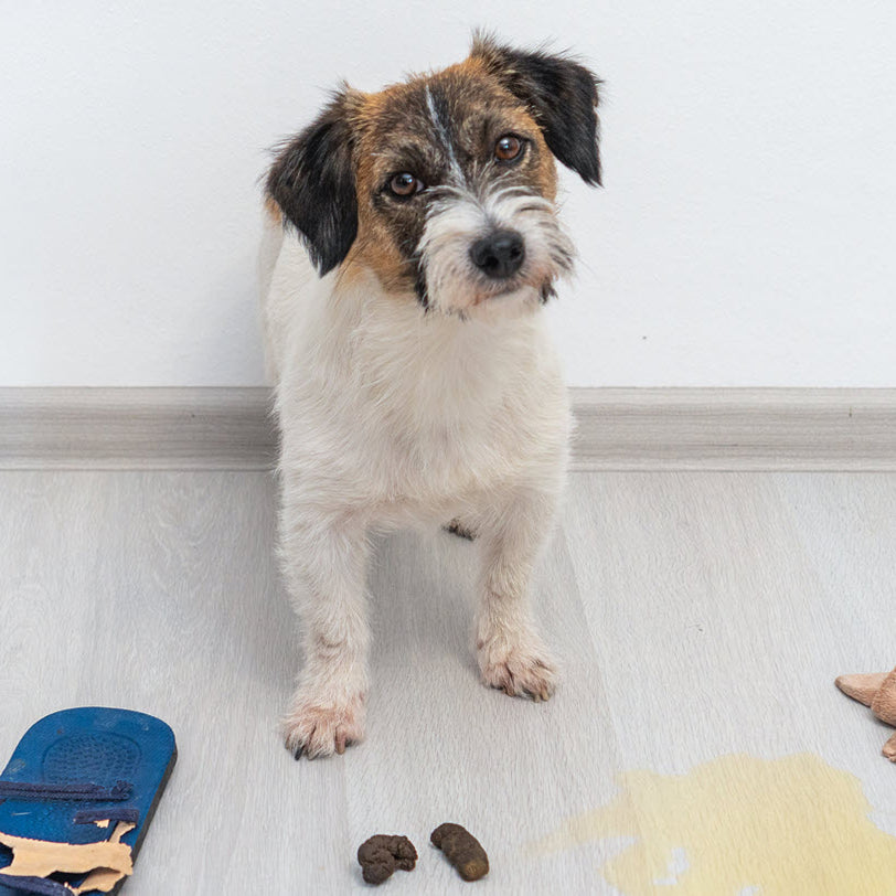 Bubble Pets Singapore Online Pet Store I Free Delivery — Singapore's ...