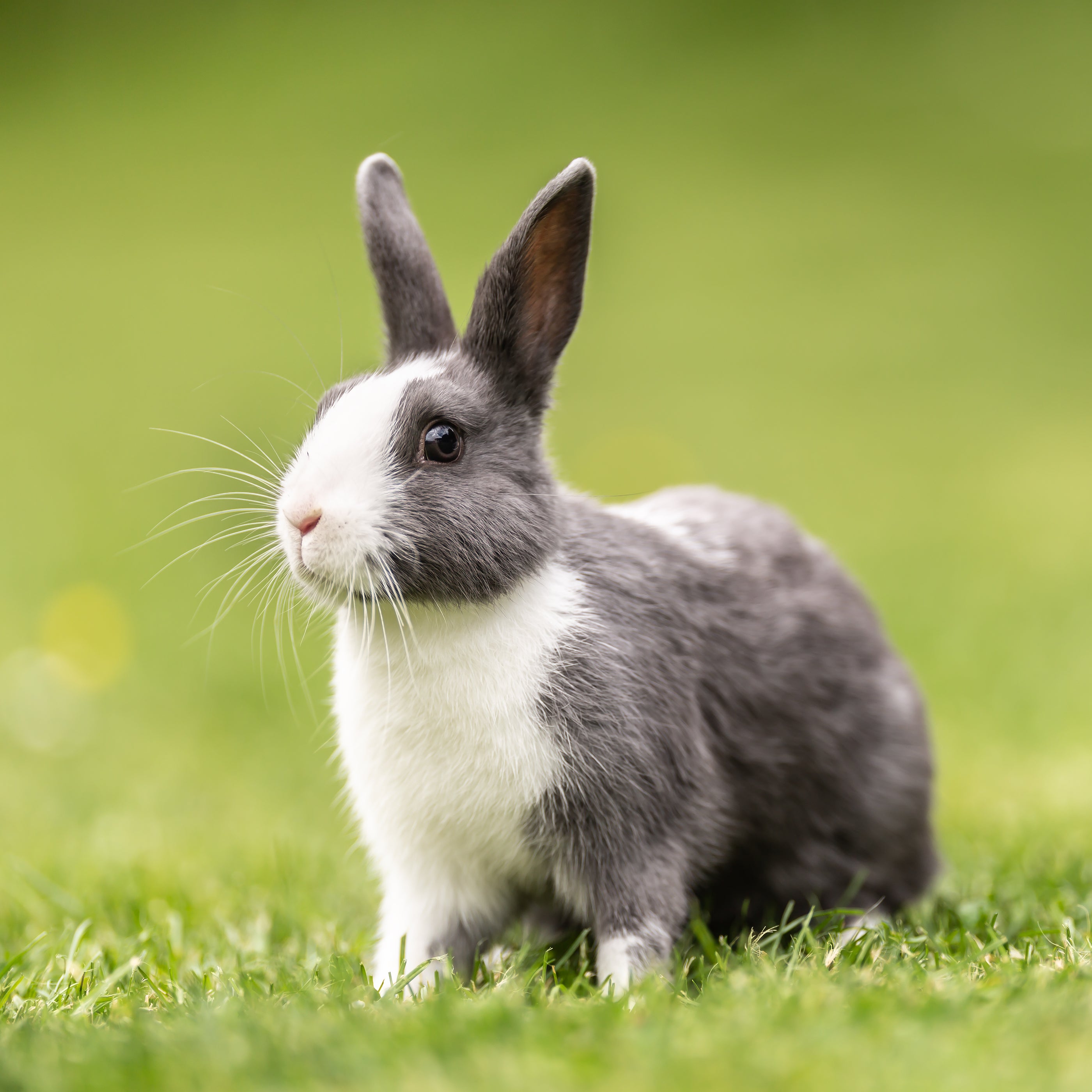 Bubble Pets Singapore Online Pet Store I Free Delivery — Singapore's ...