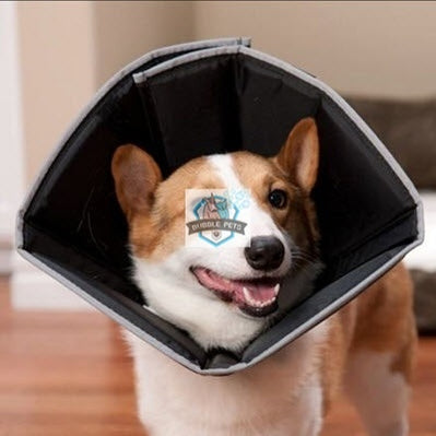 Bubble Pets Singapore Online Pet Store I Free Delivery — Singapore's ...